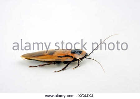 death's head cockroach (Blaberus craniifer), portrait Stock Photo ...