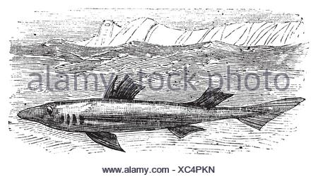 Spiny Dogfish, Piked Dogfish (Squalus acanthias), drawing Stock Photo ...