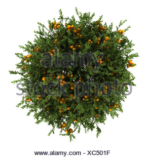 top view of orange tree isolated on white Stock Photo - Alamy