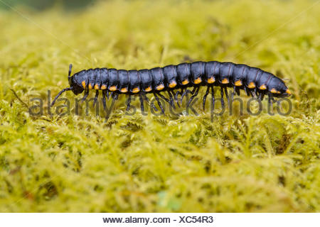 Yellow-Spotted Millipede, Almond-Scented Millipede or Cyanide Millipede ...