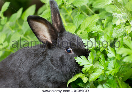Alaska rabbits, bunny, rabbits, Alaska, breed, rabbit breeding Stock ...