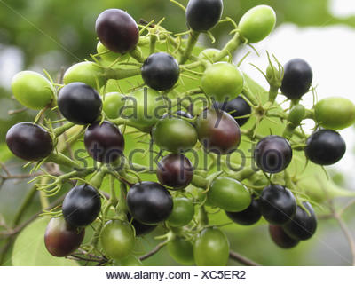 Carissa spinarum, conkerberry or bush plum .Wild fruits. Grows in Stock ...