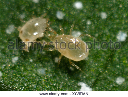 A predatory mite Amblyseius swirskii attacking a food mite Stock Photo ...