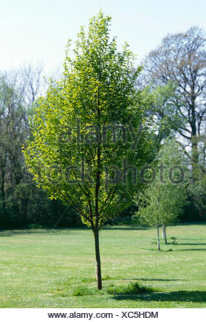 Carpinus betulus - `Fastigiata' AGM - (Syn C.b.`Pyramidalis') TRS003133 ...