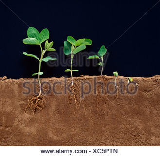 Soybean early growth development stages showing from left: seed Stock ...