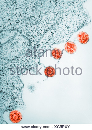 Microscopic view of herpes virus Stock Photo: 73789281 - Alamy
