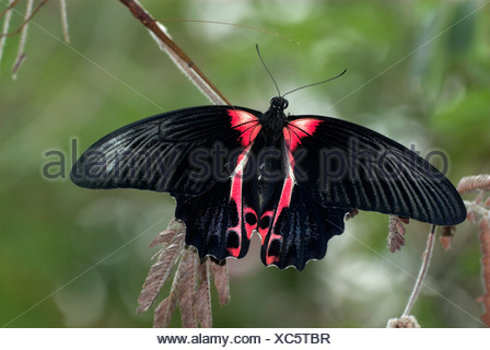 Scarlet Swallowtail Butterfly Papilio rumanzovia, female, wings with ...