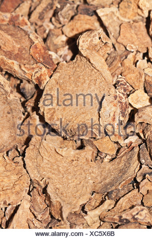 Devil's Claw (Harpagophytum procumbens), medicinal plant, cancer Stock ...