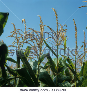 Zea mays. Male flowers on a sweetcorn plant in summer Stock Photo ...