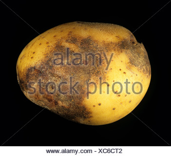 Violet root rot Helicobasidium purpureum storage rot on harvested Stock ...