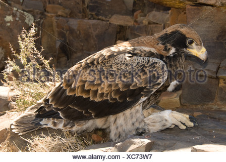 Verreaux's Eagle Aquila verreauxii pre-flight fledged juvenile full ...