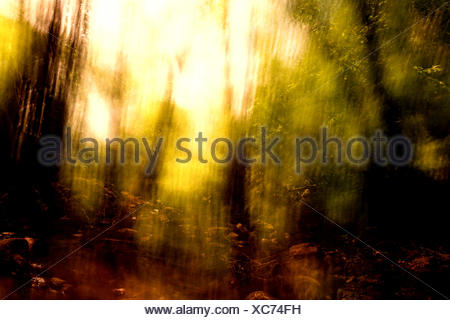 Forest path, trees, background blur Stock Photo: 123112016 - Alamy