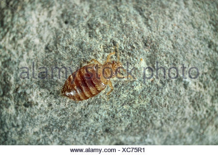 Martin bug, Swallow bug (Oeciacus hirundinis), two Martin bugs on a ...