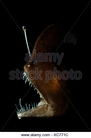 Murrays abyssal anglerfish (Melanocetus murrayi) Atlantic ocean. A ...