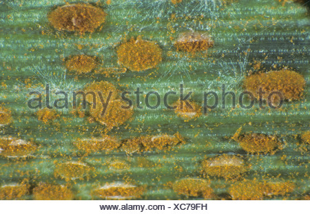 Wheat leaf or brown rust Puccinia triticina (recondita) infection on ...
