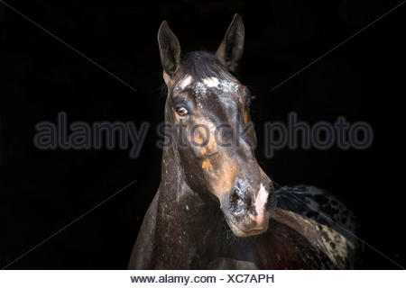 Noriker Horse. Portrait of leopard-spotted adult in harness with Stock ...