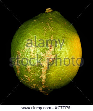 Wind scarring on lemon skin - fruit damage on the tree Stock Photo - Alamy