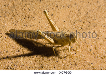 Grasshopper in the libyan desert, Libya, Sahara Stock Photo: 47906447 ...