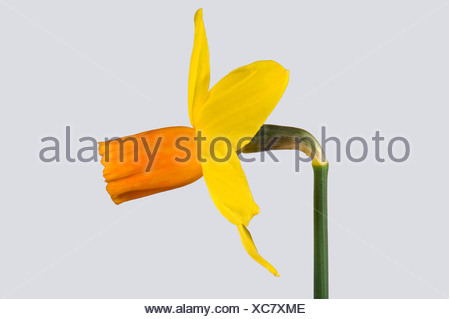 Side view of a daffodil flower, Narcissus 'Jetfire', with yellow Stock ...