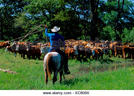 cowboy lasso horse cattle herd of cattle herd USA America North Stock ...