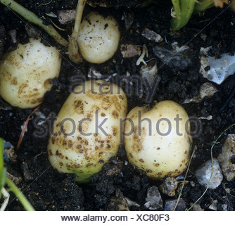 Common scab Streptomyces scabies disease symptoms on potato tubers ...