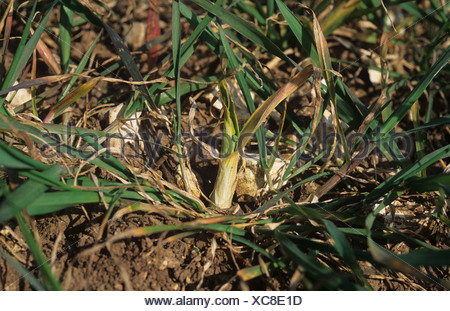 Gout fly (Chlorops pumilionis) larva in damaged wheat stem Stock Photo ...