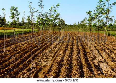 Agriculture - Black Locust and Linden (aka Basswood) tree saplings at ...