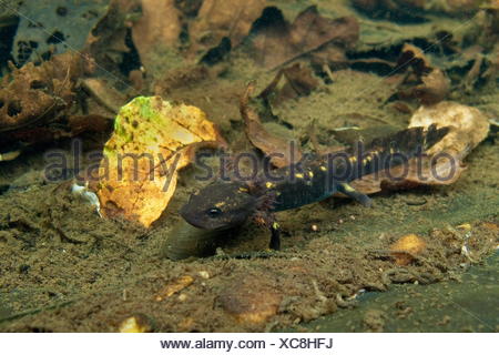 Fire Salamander (Salamandra salamandra) larva, near metamorphosis Stock ...