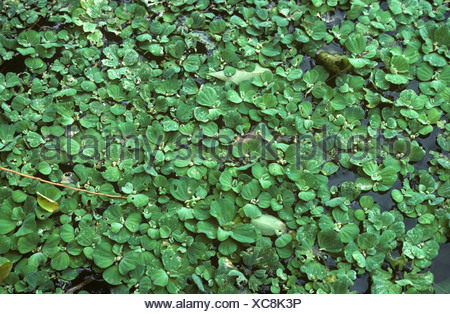 Water lettuce (Pistia stratiotes) floating aquatic plants, Thailand ...