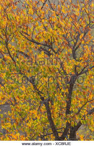 Mopane tree (Colophospermum mopane) in autumn colours, Kruger Stock ...