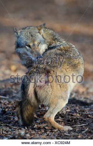 Wounded wolf (Canis lupus) licking its wounds after territorial fight ...
