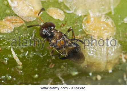 Parasitoid wasp, Encyrtus infelix, commercial biological control Stock ...