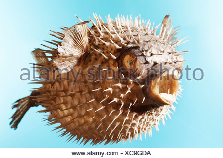 Taxidermal inflated puffer fish, studio shot Stock Photo: 10367089 - Alamy