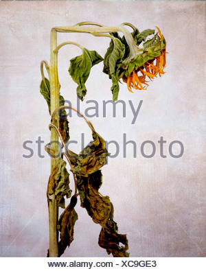 Withering sunflower, dying plant Stock Photo: 20217148 - Alamy