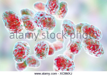 Tularaemia bacteria (Francisella tularensis), illustration. F ...