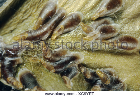 Mussel scale insects, Lepidosaphes ulmi, on the surface of an apple ...