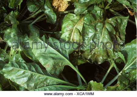 Sugar beet rust Uromyces betae pustules on sugat beet leaf underside ...