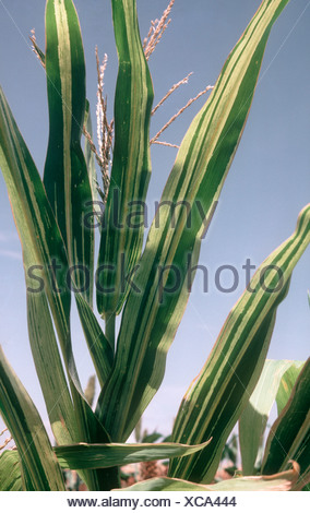 Downy mildew Peronosclerospora sorghi infection of upper leaves of ...