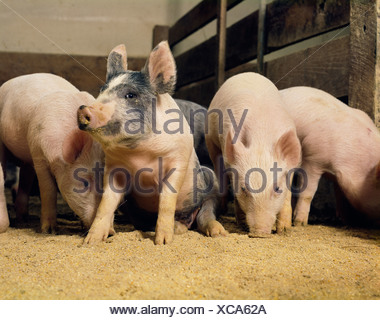 40 LB CROSSBRED YORKSHIRE, DUROC & HAMPSHIRE PIGS Stock Photo: 50519867 ...