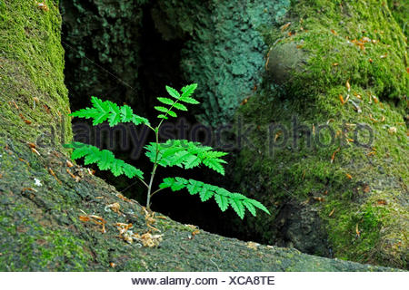Rowan Tree Sorbus aucuparia root system autumn Scotland rowan Stock ...