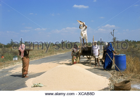 Winnowing separating grain from the husk with a sieve Stock Photo ...