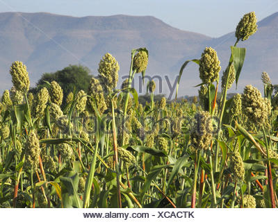 Sorghum (jawar) crop. Maharashtra, India Stock Photo - Alamy