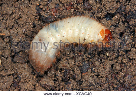 Rose chafer, larva, larvae, grub, grubs, Rosenkäfer, Larve Stock Photo ...