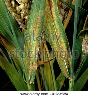 Brown rust Puccinia triticina pustules on a wheat leaf Stock Photo - Alamy