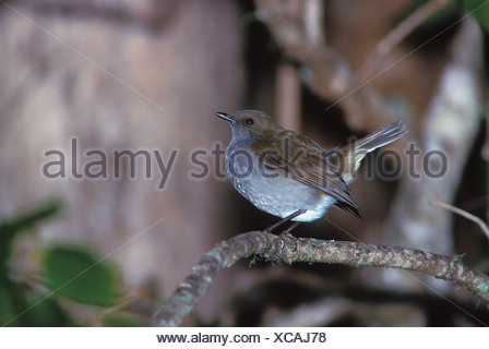 Native Hawaiian forest bird, the omao or Hawaiian thrush, (myadestes ...