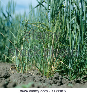 Dwarf bunt (Tilletia controversa) causing dwarfing in bearded wheat ...