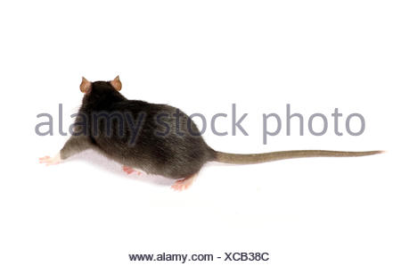 grey rat isolated on white Stock Photo: 54771045 - Alamy