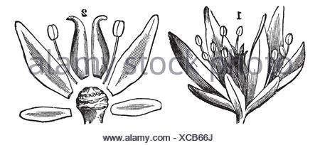 Parts of a Flower, showing floral axis, petals, sepals, filament, and ...