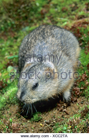 Northern collared lemming (Dicrostonyx groenlandicus), Banks Island ...
