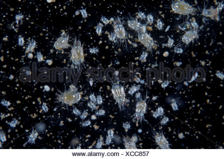 Grain mite Tyrophagus putrescentiae mites with predator mites Stock ...